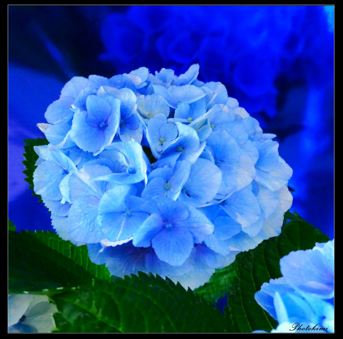 Blaue Hortensie Foto & Bild | p1028112 hortensie 9.7.2023 Bilder auf fotocommunity