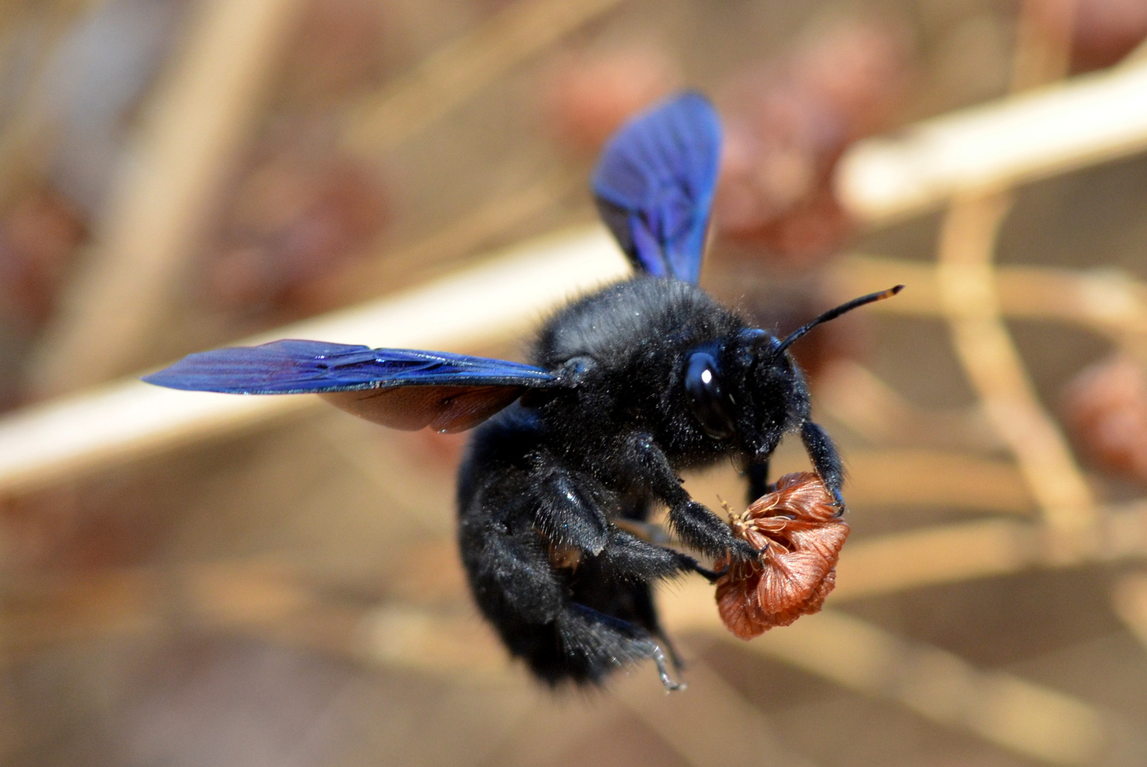 Blaue Hummel an der Côte d'Azur Foto & Bild | tiere, wildlife, insekten ...