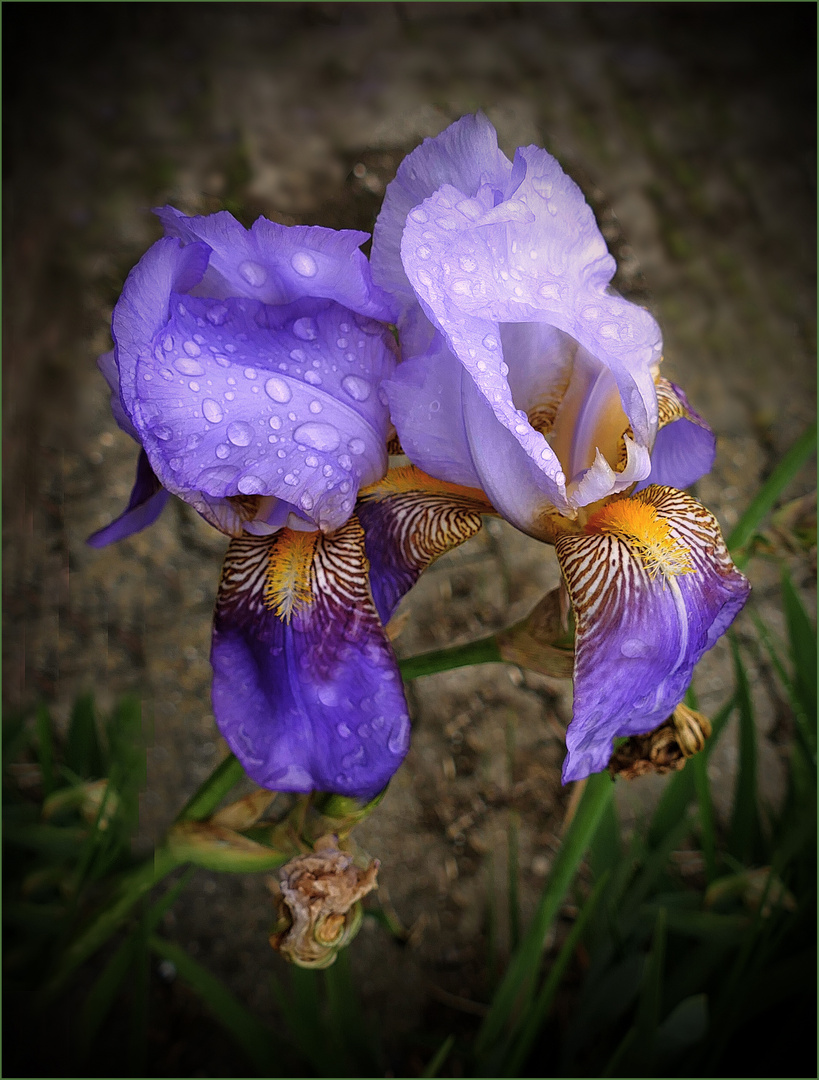 Blaue Iris Foto & Bild | blumen , nature, macro Bilder auf fotocommunity