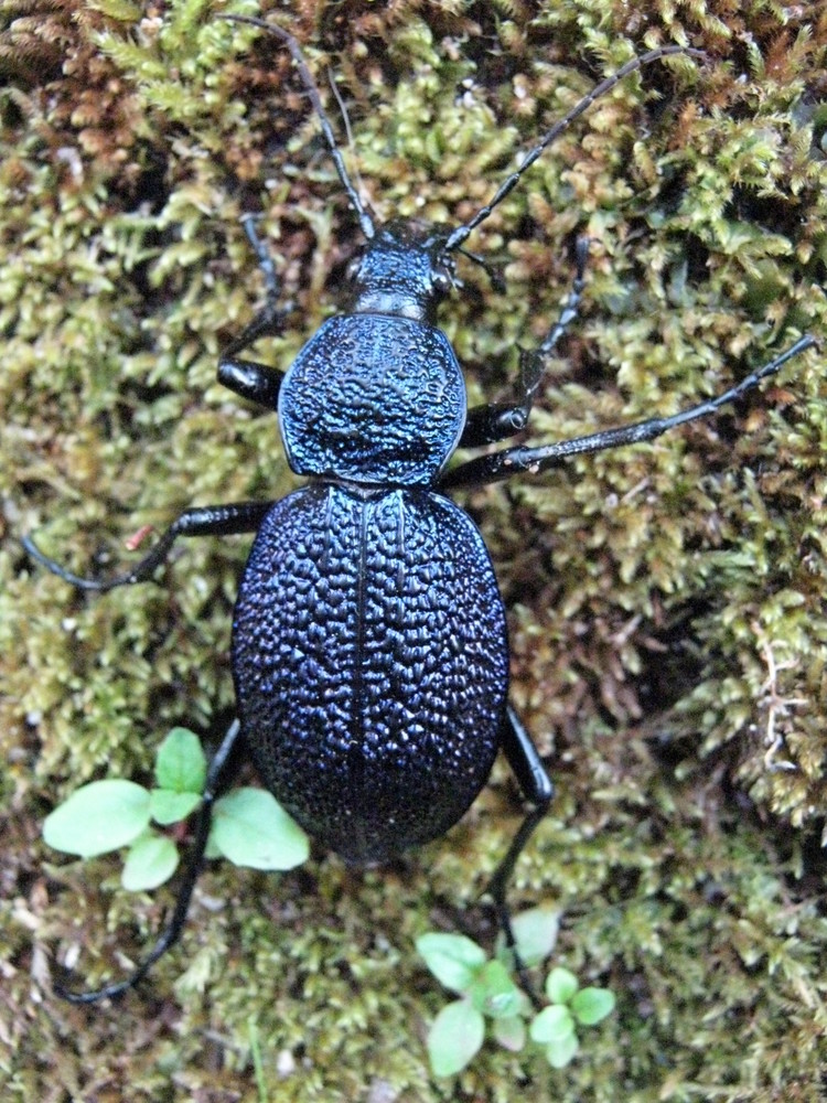 Blaue Kaefer Foto & Bild | tiere, wildlife, insekten Bilder auf ...