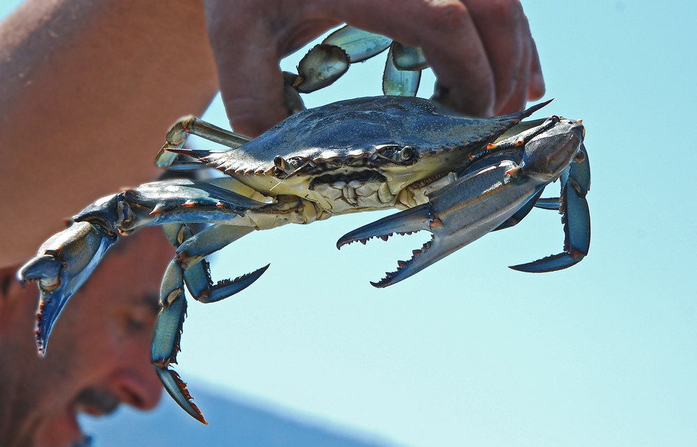 Blaue Krabbe / Dalyan Foto & Bild | tiere, wildlife, krebse Bilder auf ...