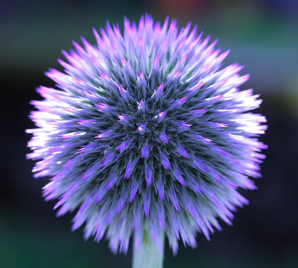 Blaue Kugeldistel (Echinops ritro) Foto & Bild | pflanzen, pilze ...