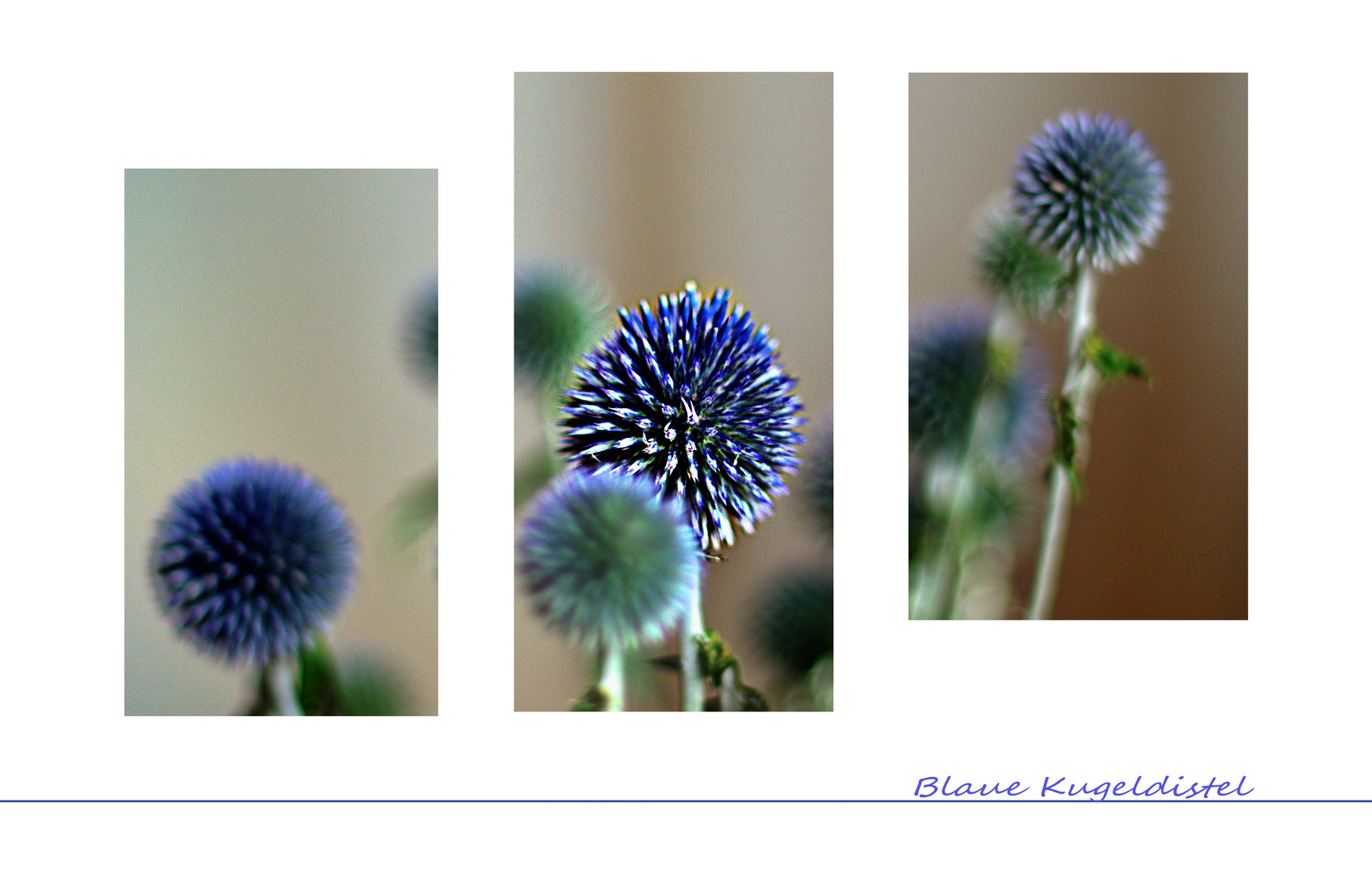 Blaue Kugeldisteln Foto & Bild | pflanzen, pilze & flechten, blüten ...