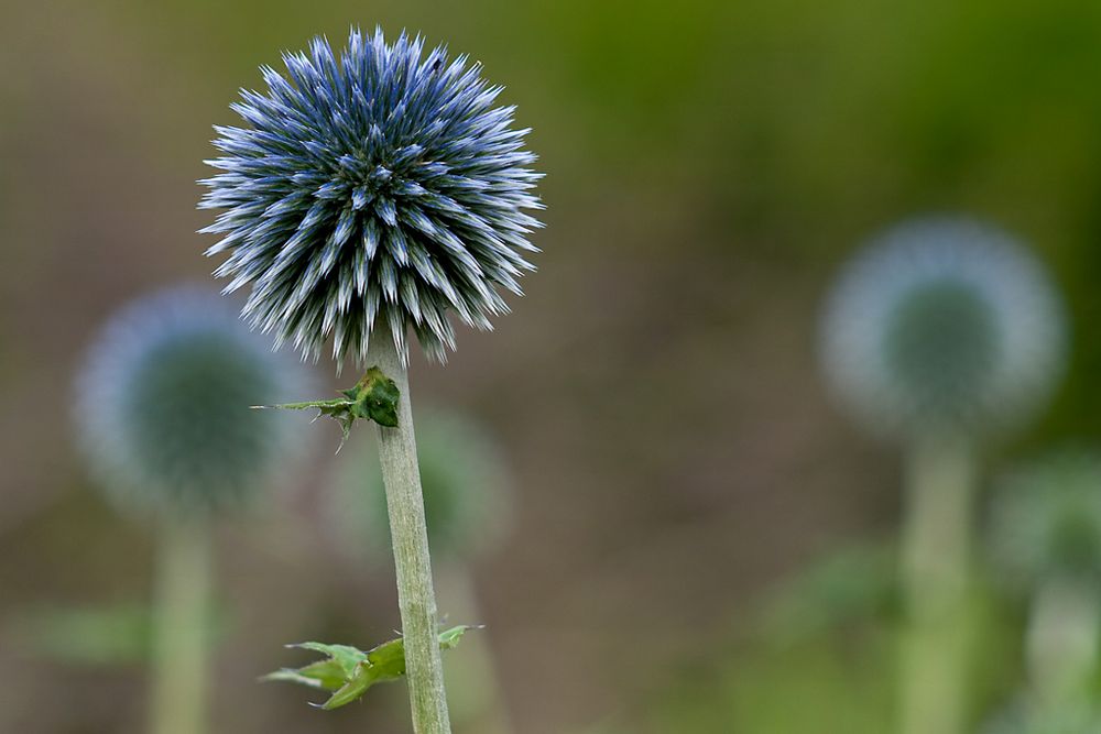 Blaue Kugeldisteln Foto & Bild | pflanzen, pilze & flechten, blüten ...