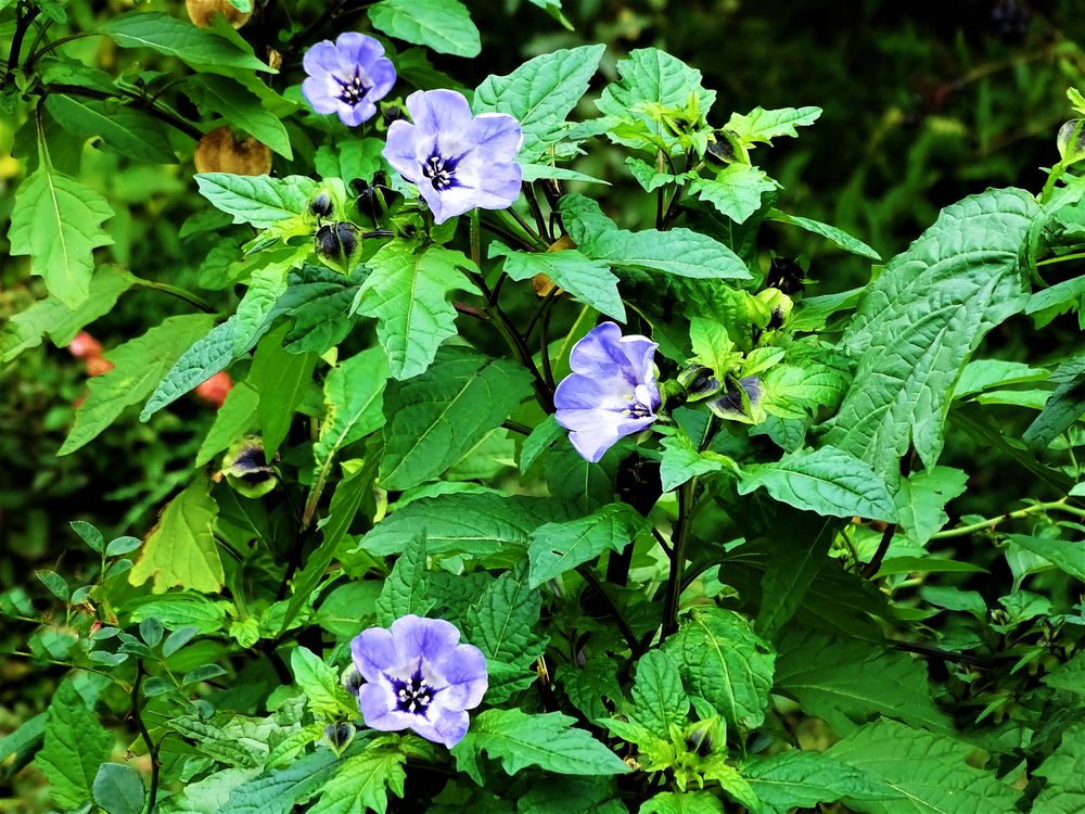 Blaue Lampionblume, Nicandra physalodes Foto & Bild | natur, landschaft ...