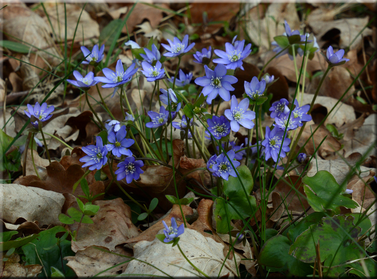 Blaue Leberblümchen - Frühling im Wald 6 Foto & Bild | pflanzen, pilze & flechten, blüten ...