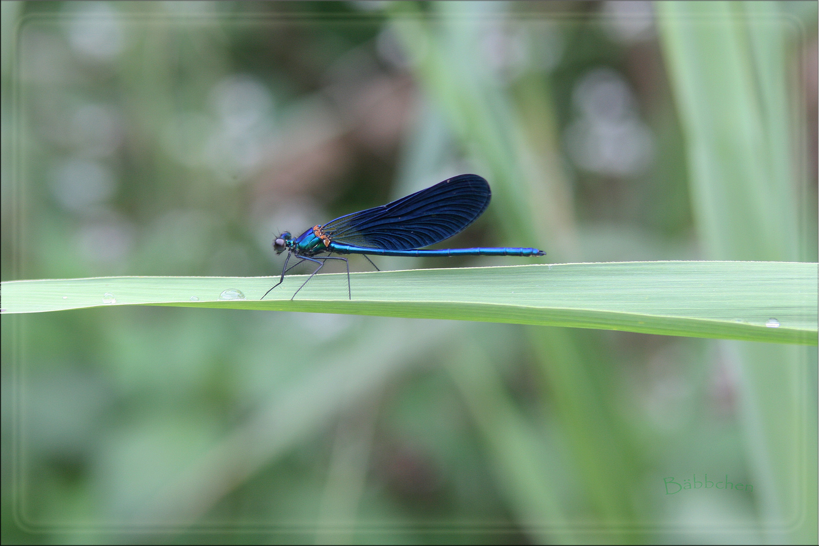 blaue Libelle Foto & Bild | tiere, natur Bilder auf fotocommunity