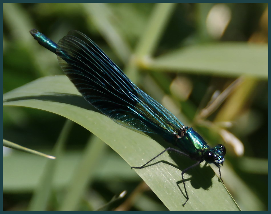 blaue Libelle Foto & Bild | tiere, wildlife, libellen Bilder auf ...