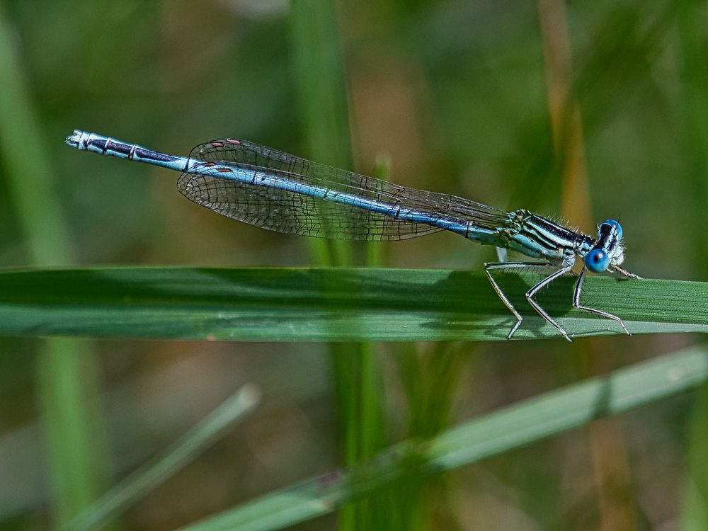 blaue Libelle Foto & Bild | tiere, wildlife, insekten Bilder auf ...