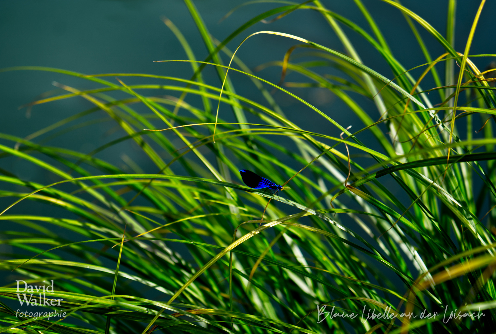 Blaue Libelle an der Loisach bei Beuerberg Foto & Bild | natur ...