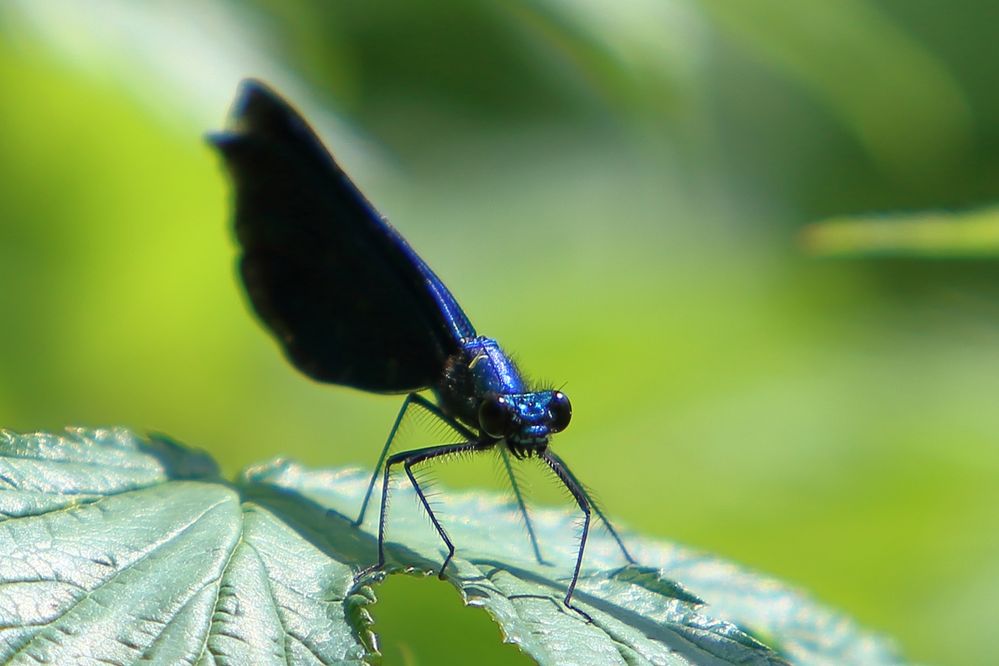 Blaue Libelle Foto & Bild | tiere, wildlife, libellen Bilder auf ...