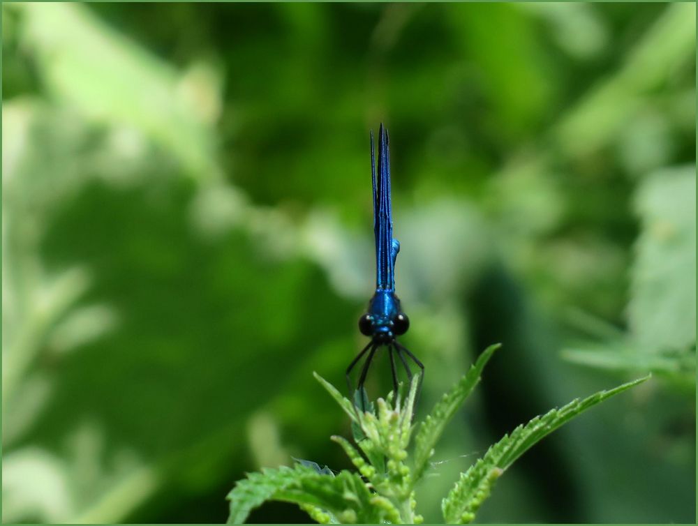 Blaue Libelle Foto & Bild | tiere, wildlife, libellen Bilder auf ...