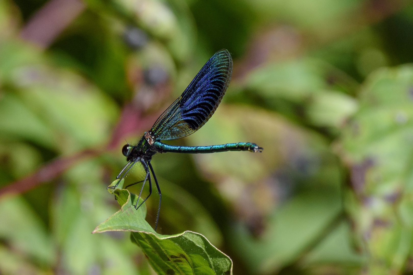 Blaue Libelle - gebänderte Prachtlibelle Foto & Bild | natur, tiere ...