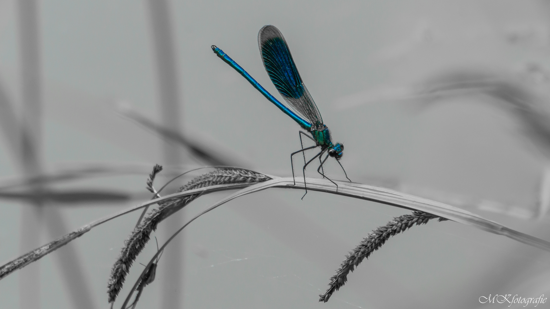 Blaue Libelle II Foto & Bild | tiere, wildlife, libellen Bilder auf ...