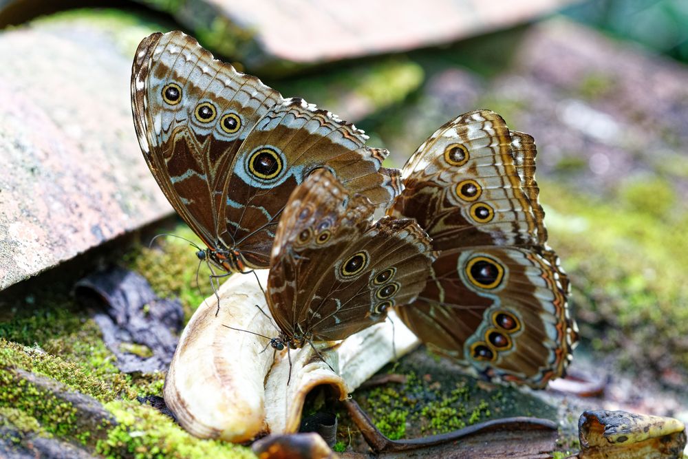 Blaue Morphos Foto & Bild | north america, central america, tiere ...