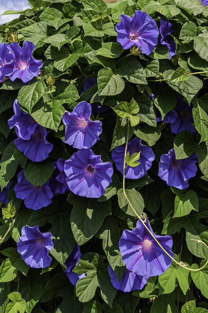 Blaue Prunkwinde Foto & Bild | dokumentation, 2011, blau Bilder auf ...