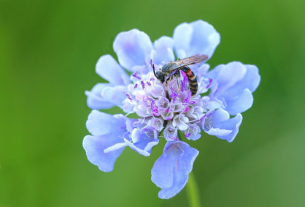 Blaue Scabiose Foto & Bild | pflanzen, pilze & flechten, blüten- & kleinpflanzen, wildpflanzen ...