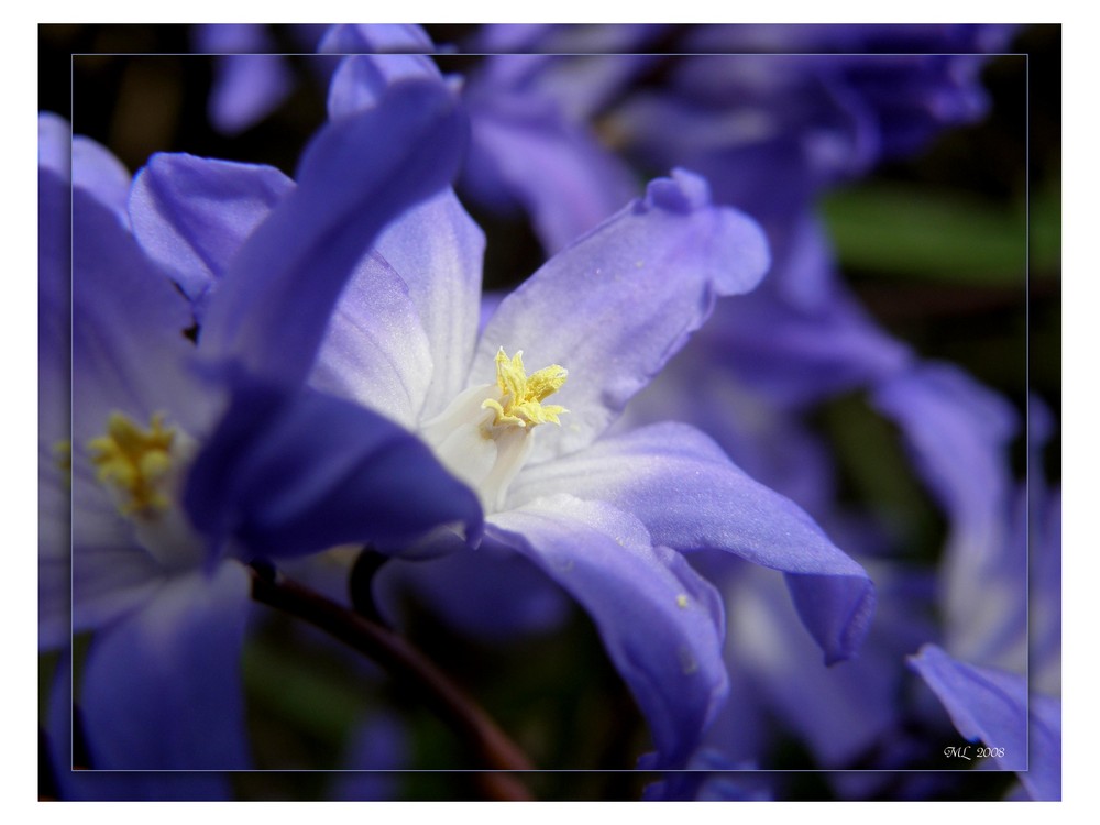 Blaue Serie (I) Foto & Bild | pflanzen, pilze & flechten, blüten- & kleinpflanzen ...