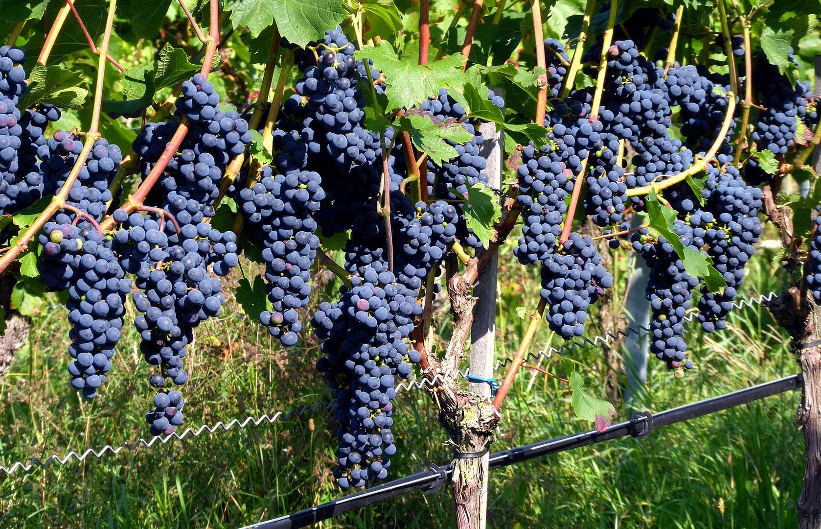 Blaue Trauben Foto & Bild | sommer, trauben, august Bilder auf ...