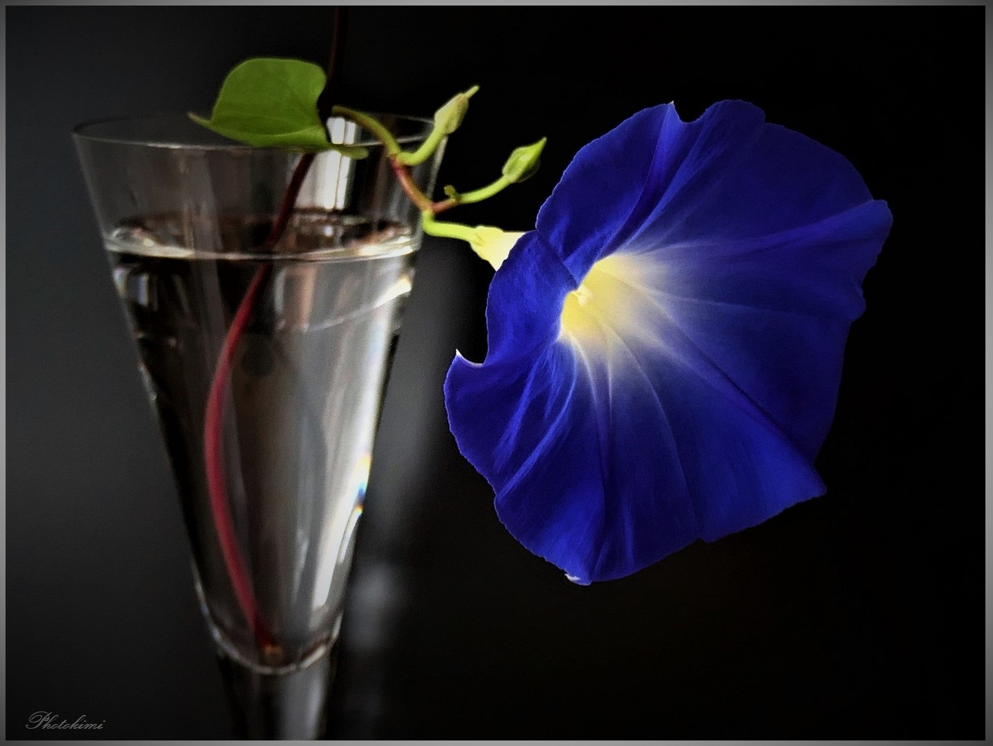 Blaue Trichter Winde Foto & Bild | spezial, natur, pflanzen Bilder auf ...