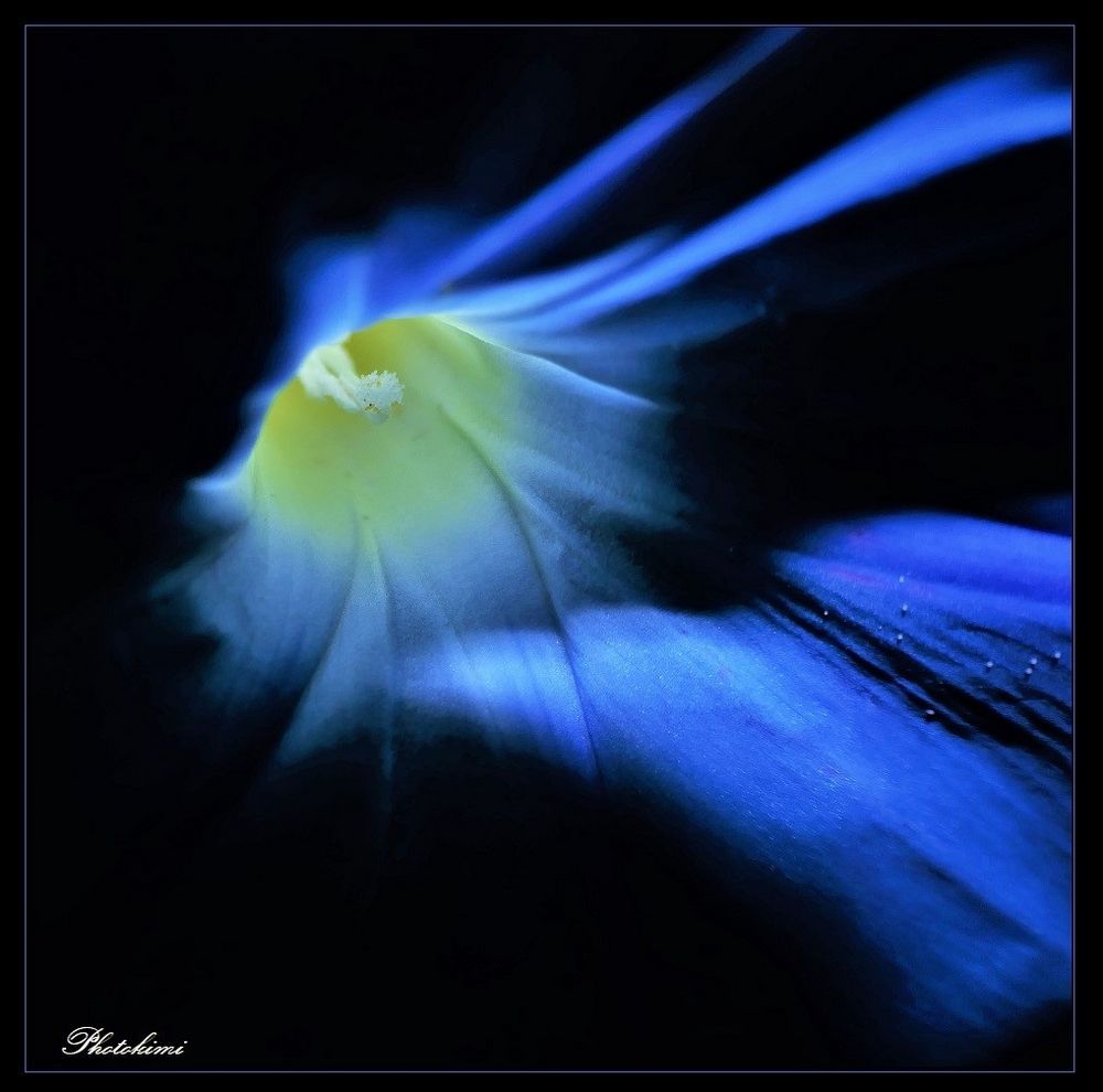 Blaue Trichter Winde Foto & Bild | pflanzen, pilze & flechten, blüten ...