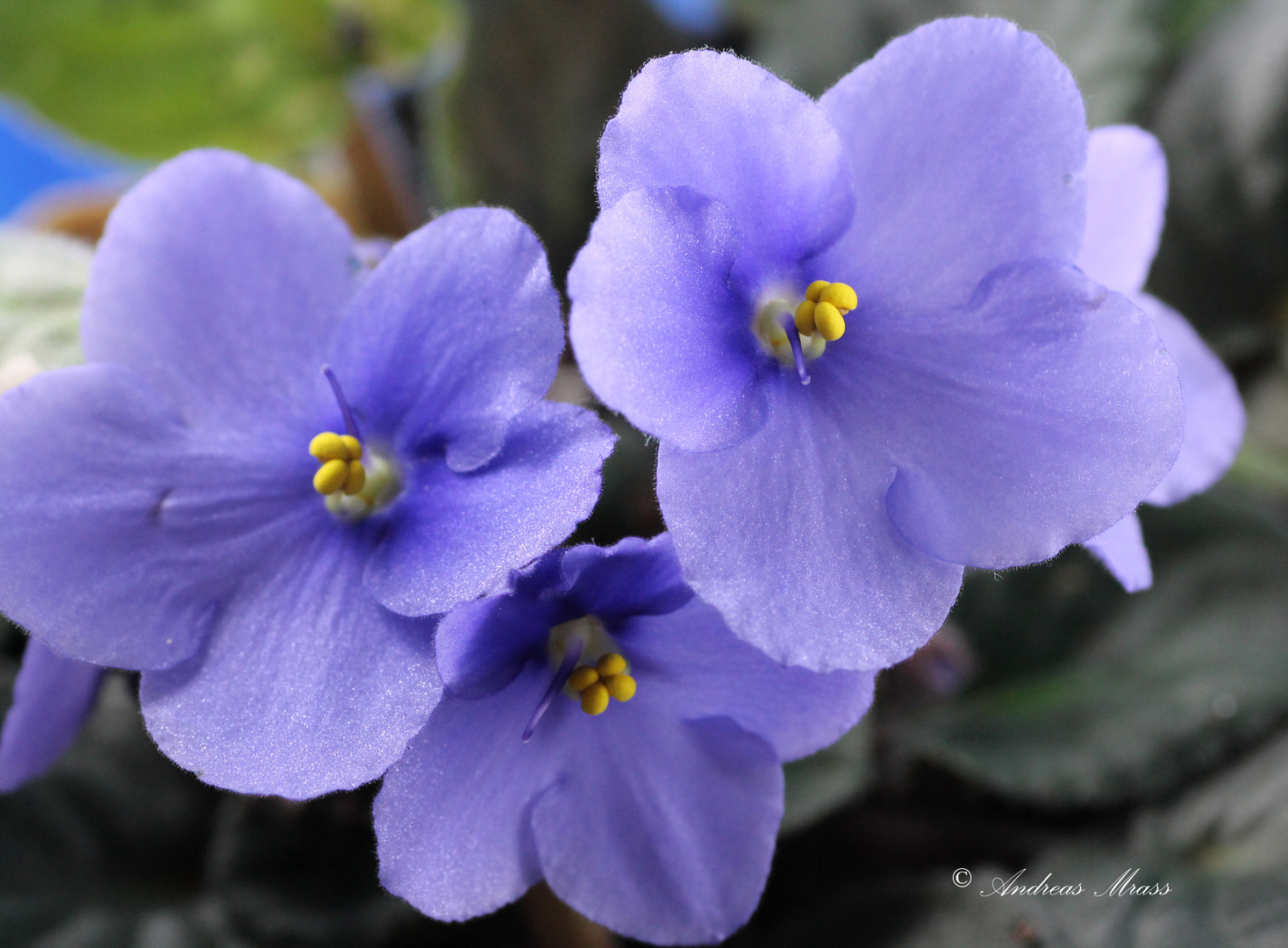 blaue Veilchen Foto & Bild | archiv projekte naturchannel ... blaue Veilchen Foto & Bild | archiv projekte naturchannel ...