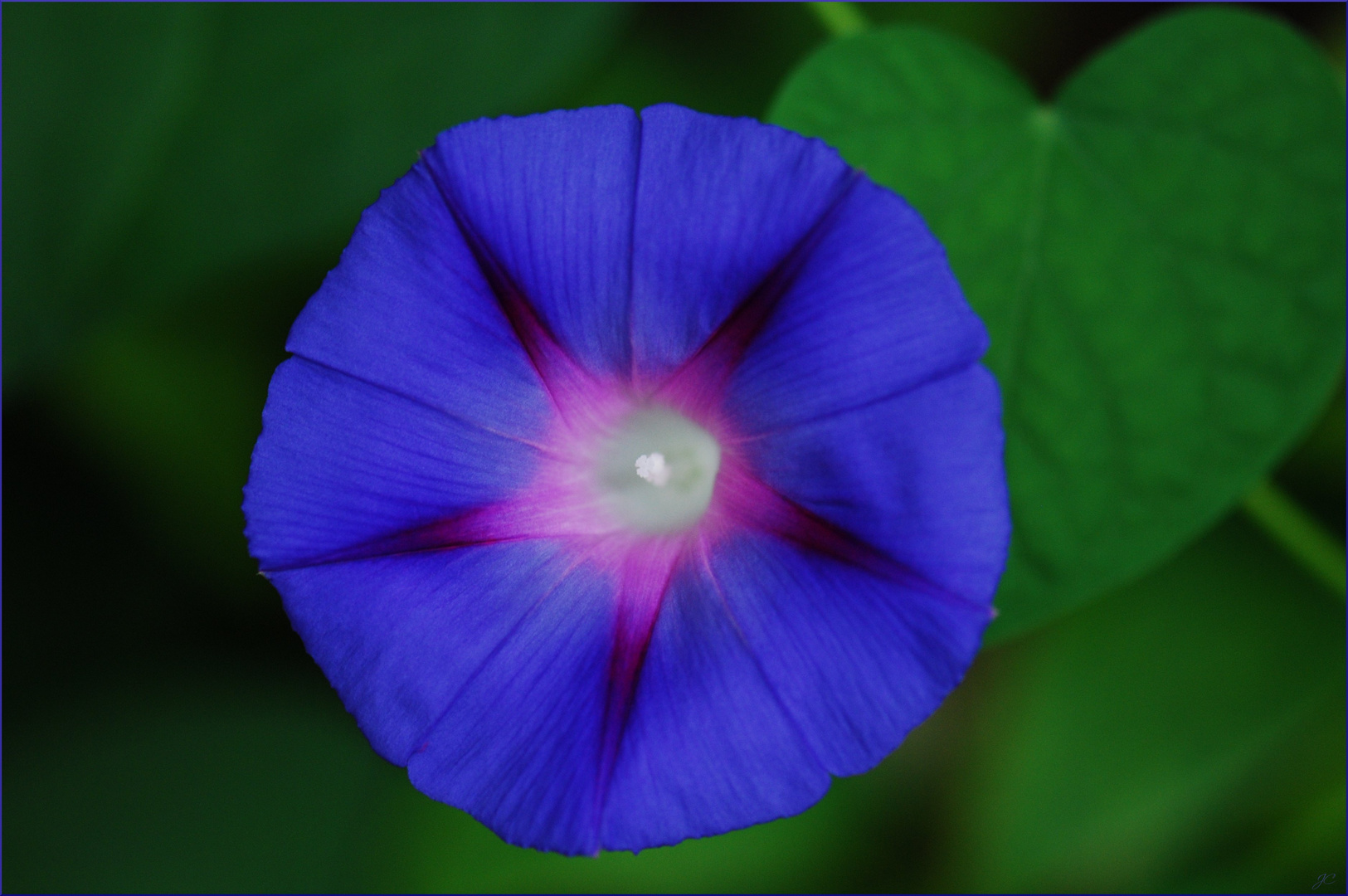Blaue Winde Foto & Bild | pflanzen, pilze & flechten, rankgewächse ...