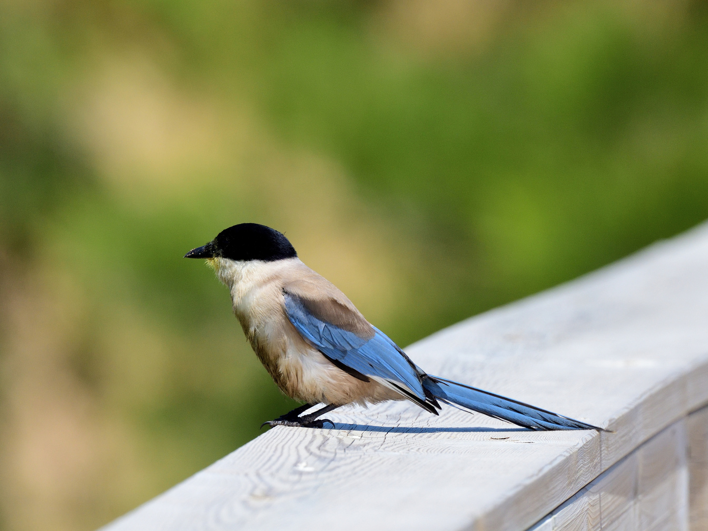 Blauelster, (Cyanopica cyana), Azure-winged magpie, Rabilargo asiático ...