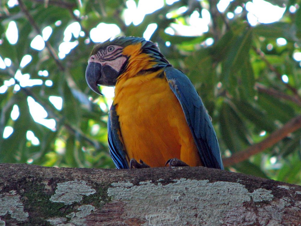 blauer Ara Foto & Bild | tiere, wildlife, wild lebende vögel Bilder auf ...