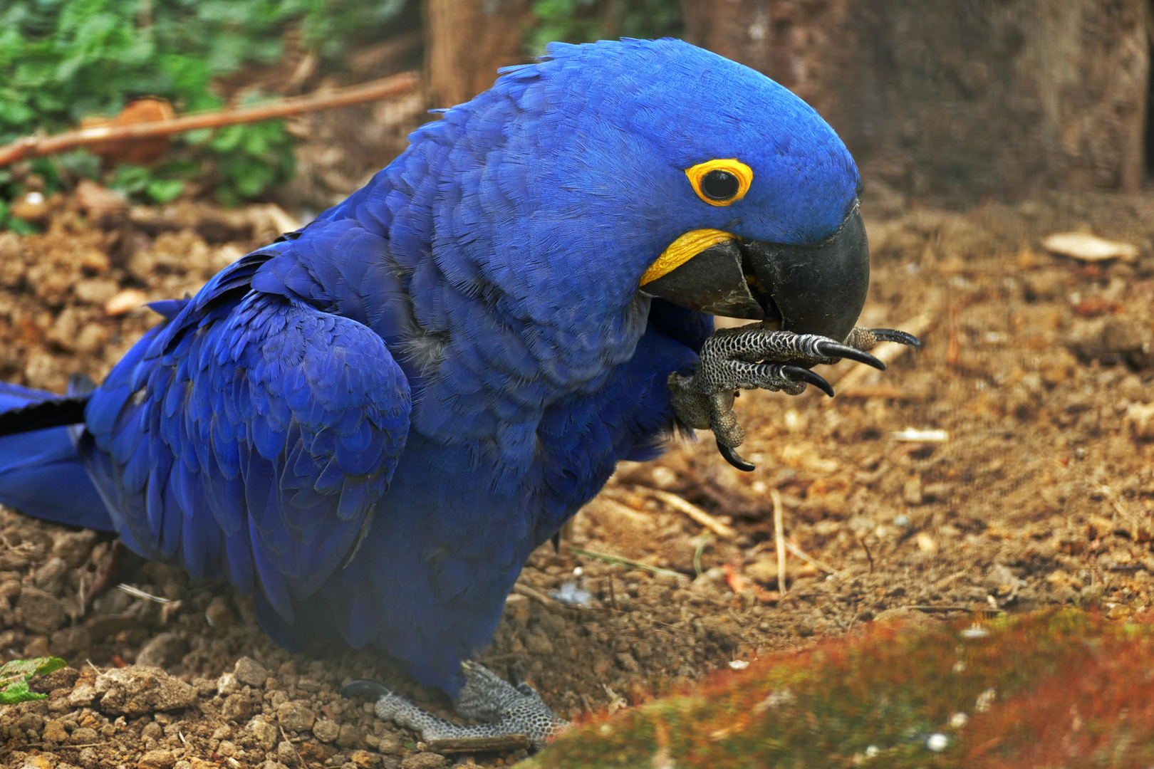 Blauer Ara Foto & Bild | natur, landschaft, pflanzen Bilder auf ...