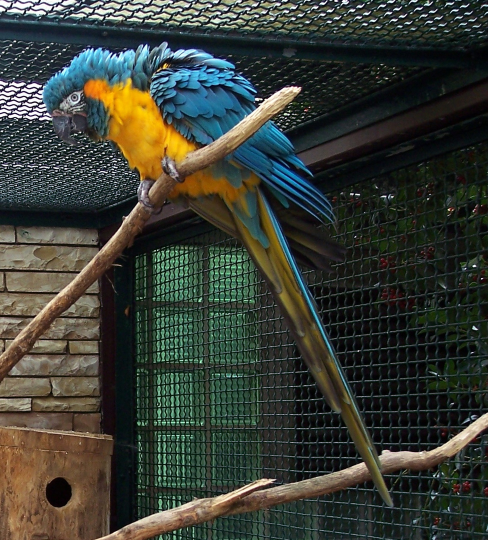 Blauer Ara Foto & Bild | tiere, deutschland, ara Bilder auf fotocommunity