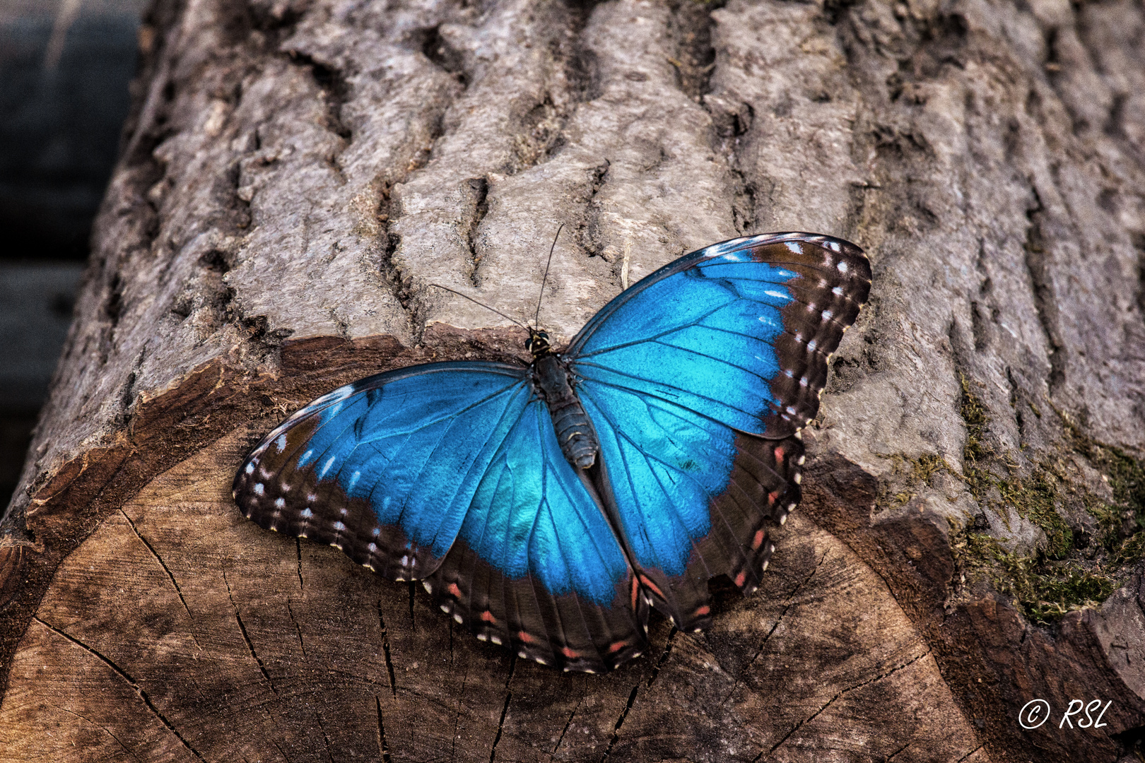 Blauer Falter Foto & Bild | tiere, wildlife, schmetterlinge Bilder auf ...