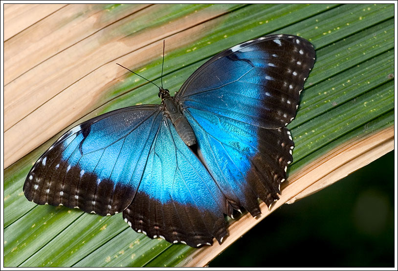 Blauer Falter... Foto & Bild | tiere, zoo, wildpark & falknerei ...
