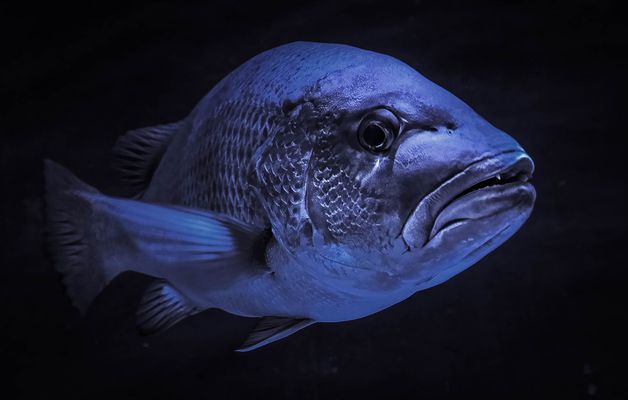 Zoo: Fische Bilder & Fotos