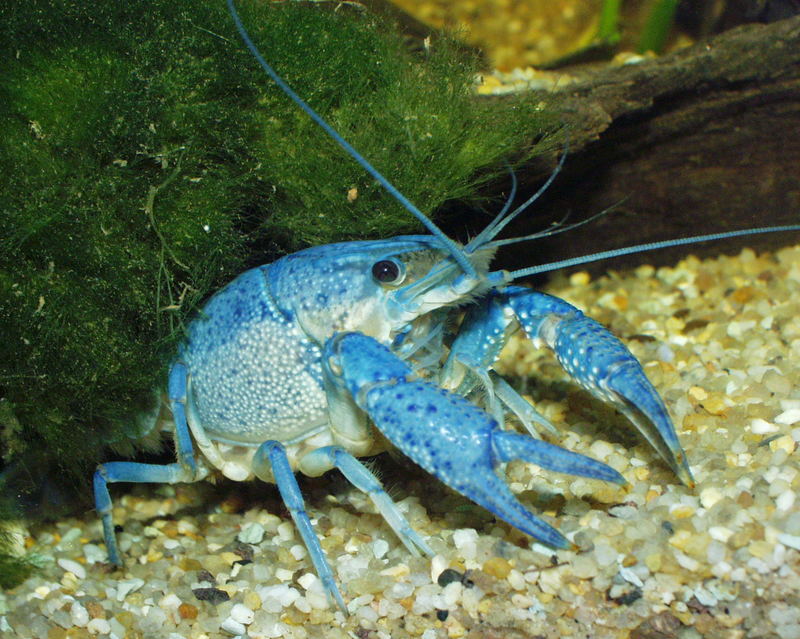 Blauer Floridakrebs (Procambarus alleni) Foto & Bild | tiere, haustiere ...