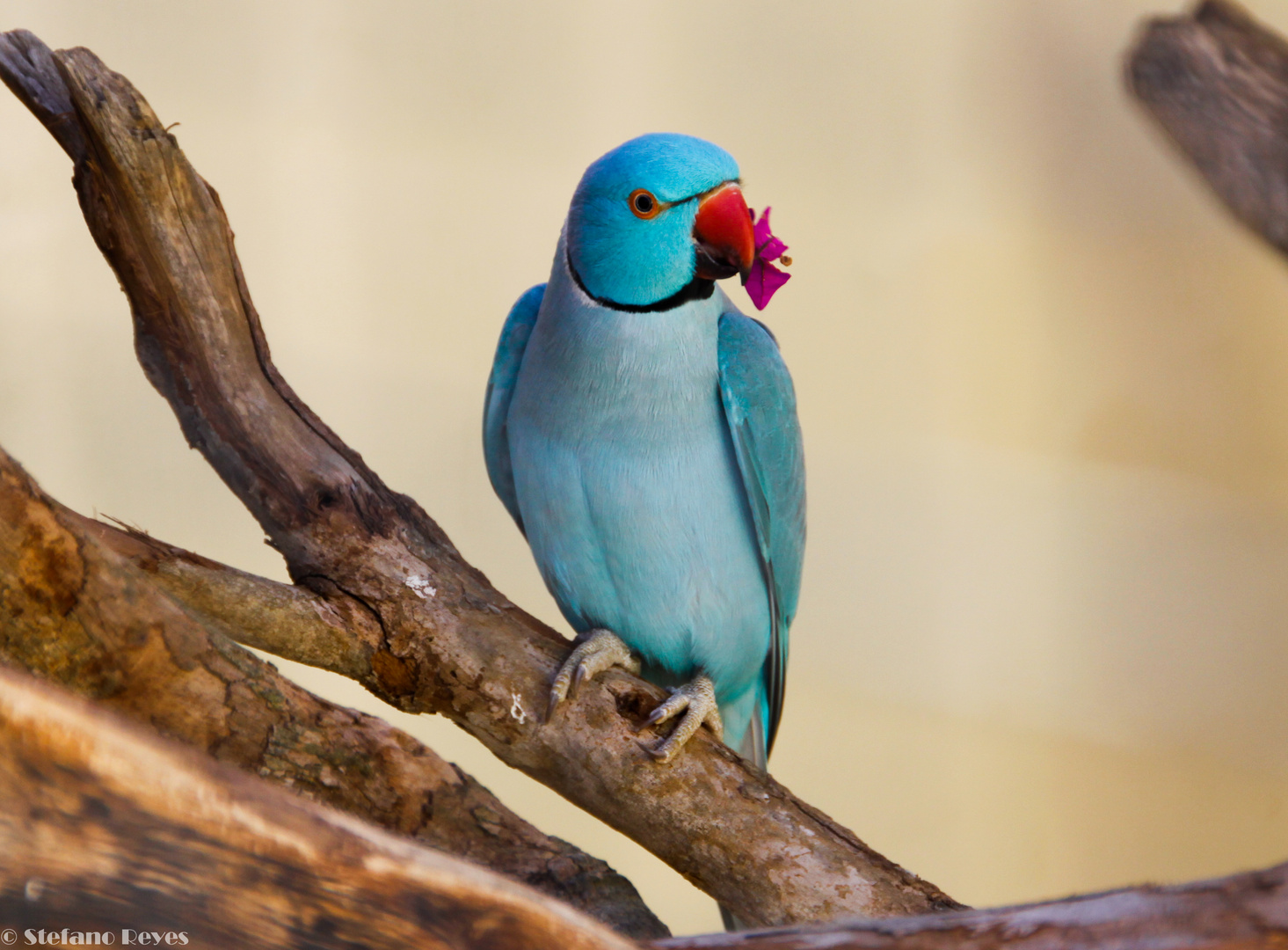Blauer Halsbandsittich Foto & Bild | tiere, zoo, wildpark & falknerei ...
