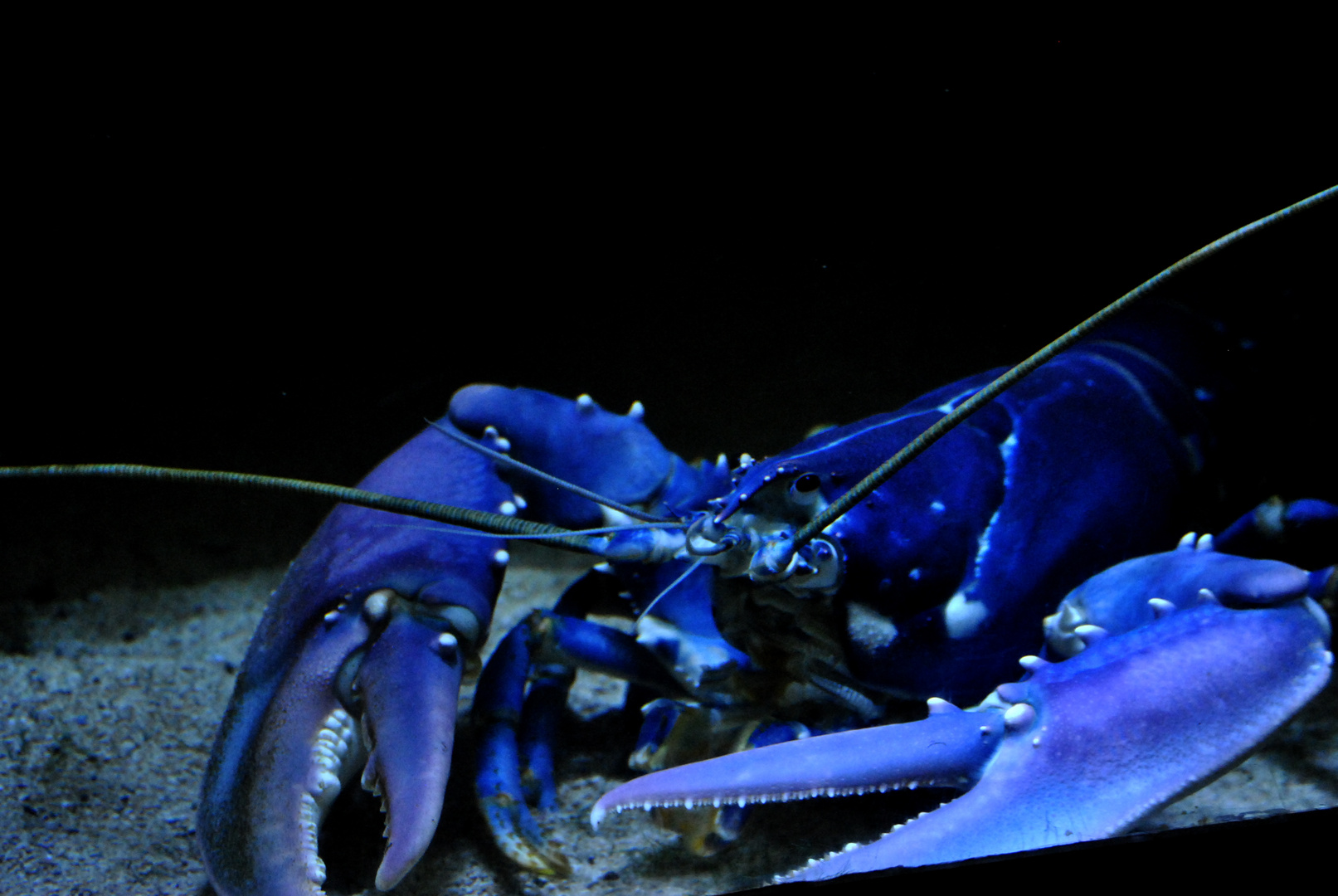 Blauer Hummer Foto & Bild | archiv, a r c h i v aktuell, blau Bilder ...