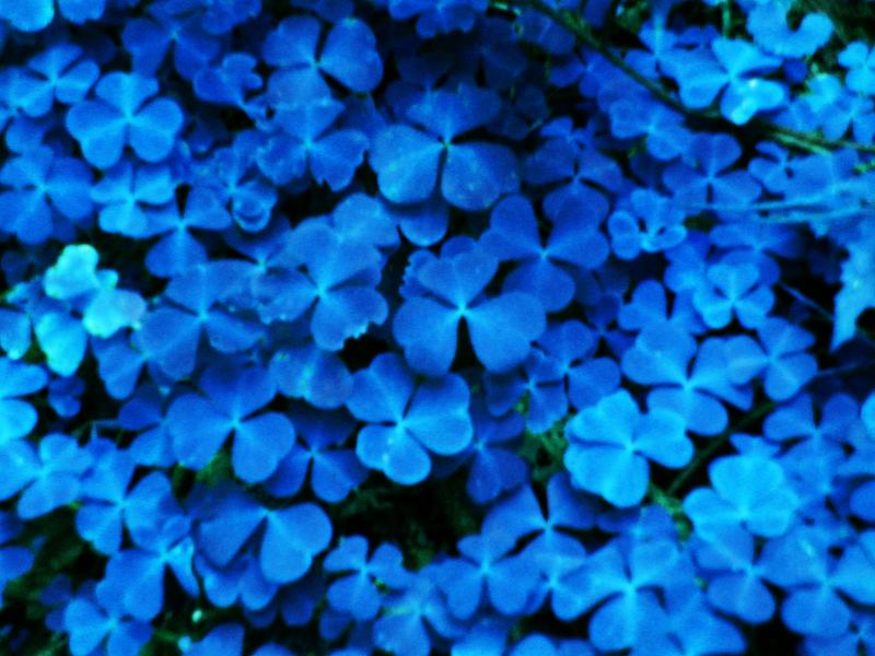 blauer Klee Foto & Bild | natur, pflanzen, youth Bilder auf fotocommunity
