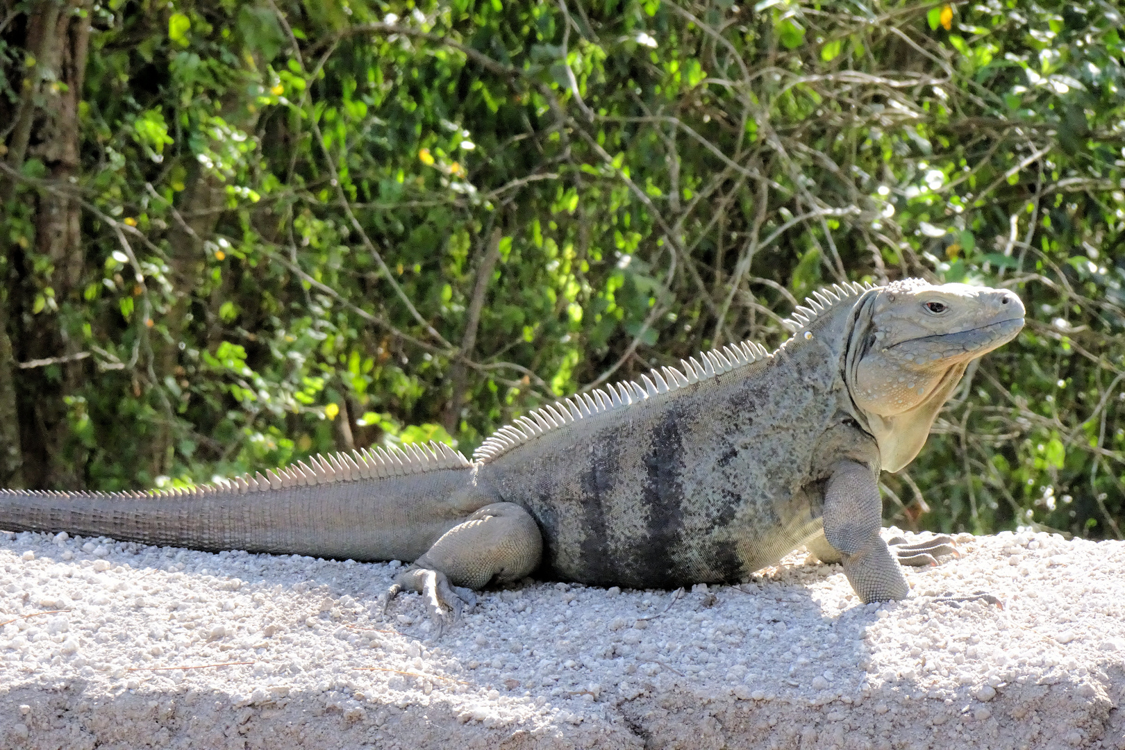 Blauer Leguan Foto & Bild | north america, central america, caribbean ...