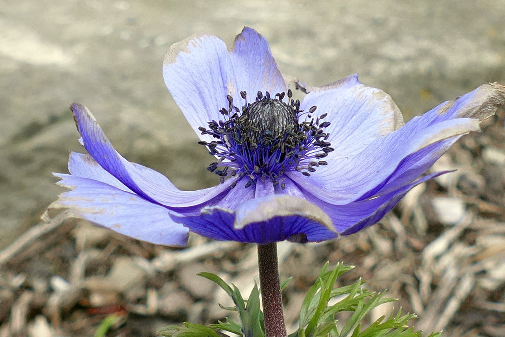 Blauer Mohn Foto & Bild | pflanzen, pilze & flechten, blüten ...