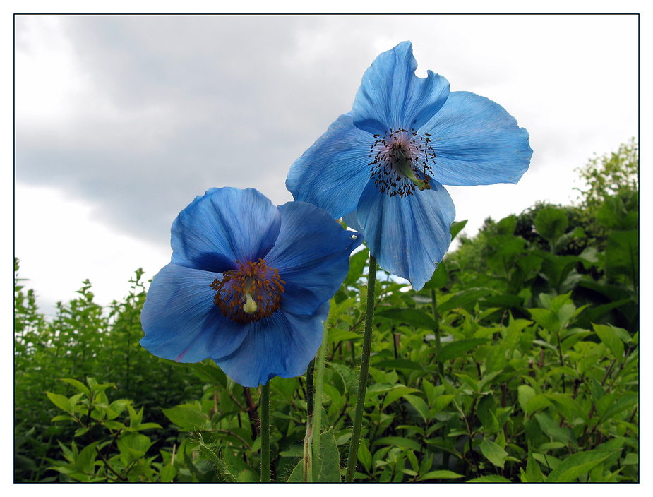 Blauer Mohn 2 (Meconopsis - Scheinmohn) Foto & Bild | pflanzen, pilze ...