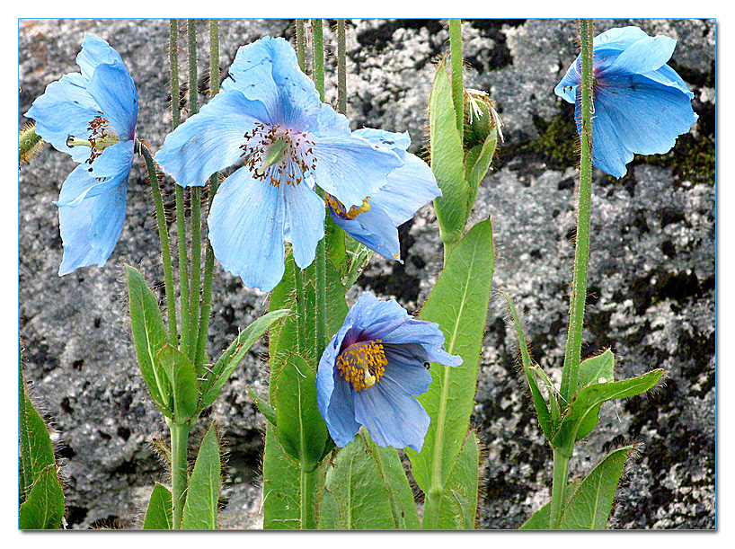 BLAUER MOHN Foto & Bild | pflanzen, pilze & flechten, blüten ...