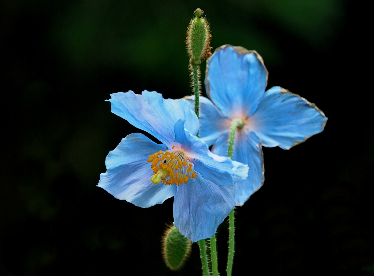 * blauer Mohn * Foto & Bild | natur, mohn, pflanzen Bilder auf ...
