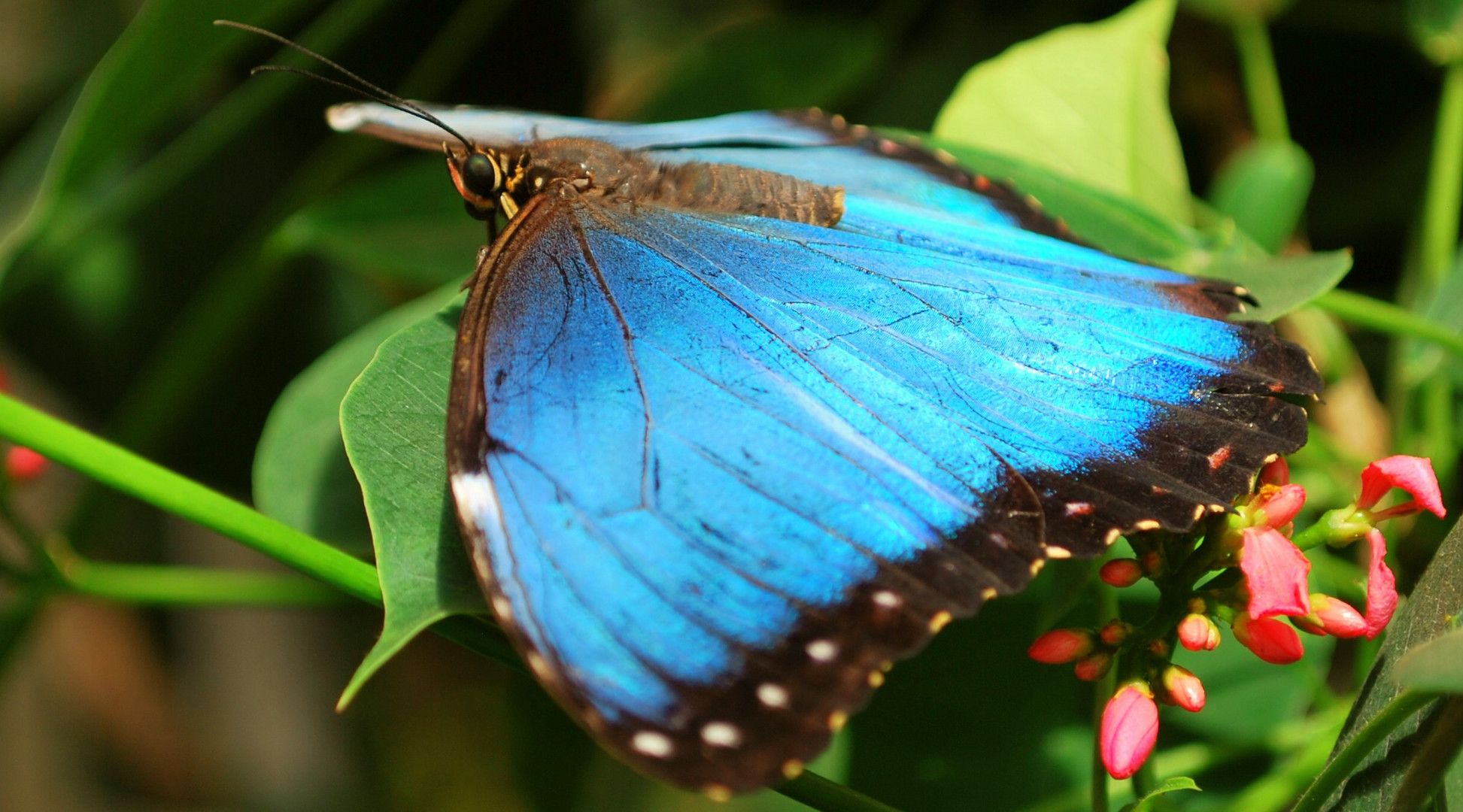 blauer Morpho Foto & Bild | tiere, insekt, falter Bilder auf fotocommunity