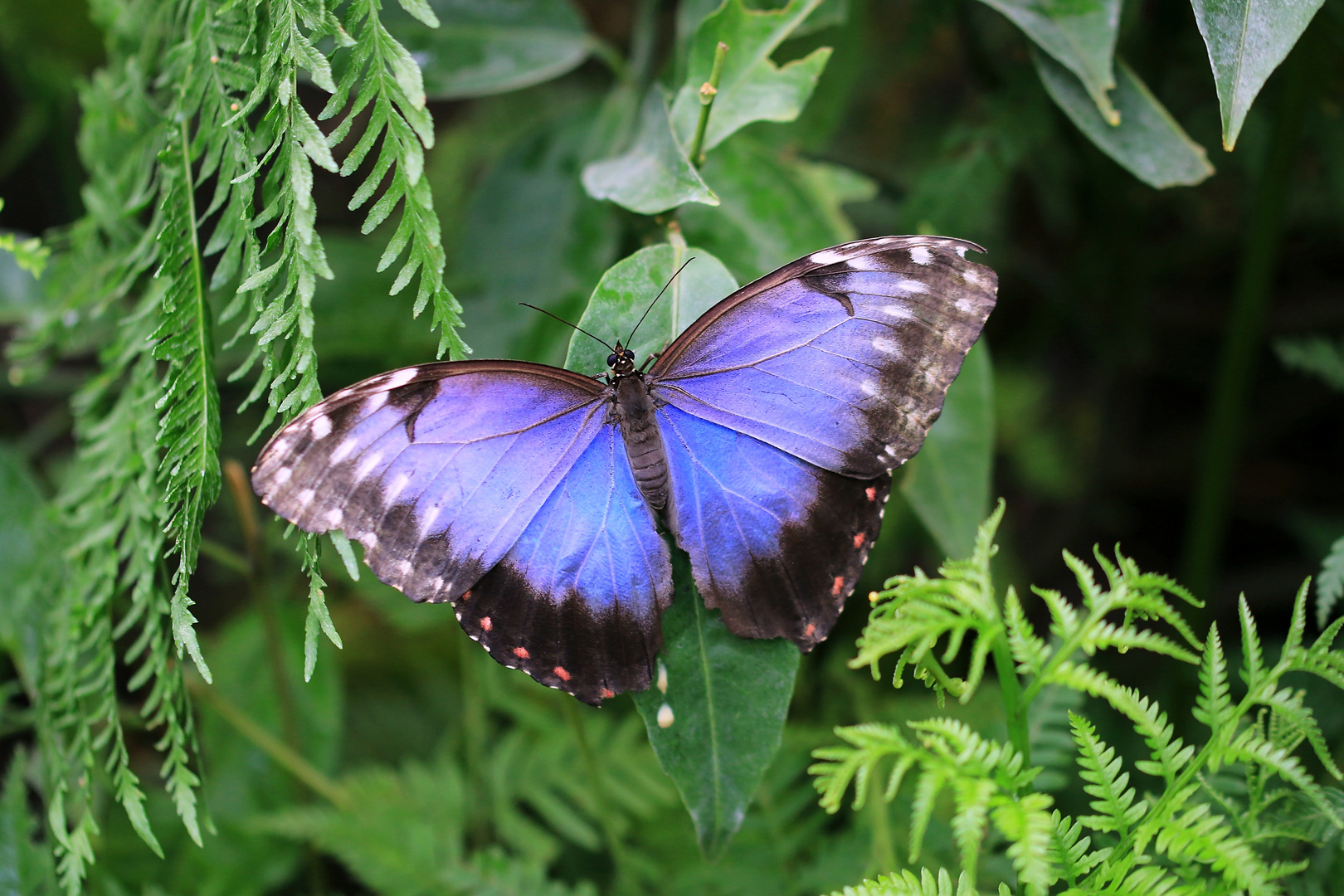 Blauer Morpho Falter Foto & Bild | tiere, zoo, wildpark & falknerei ...