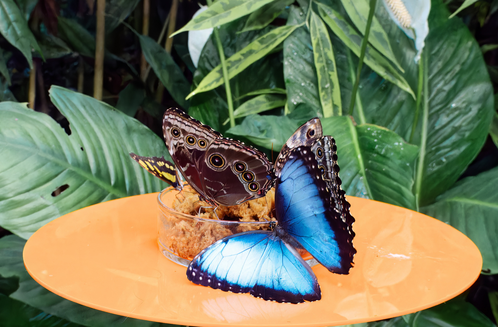 Blauer Morphofalter (Morpho Peleides) Foto & Bild | tiere, zoo ...