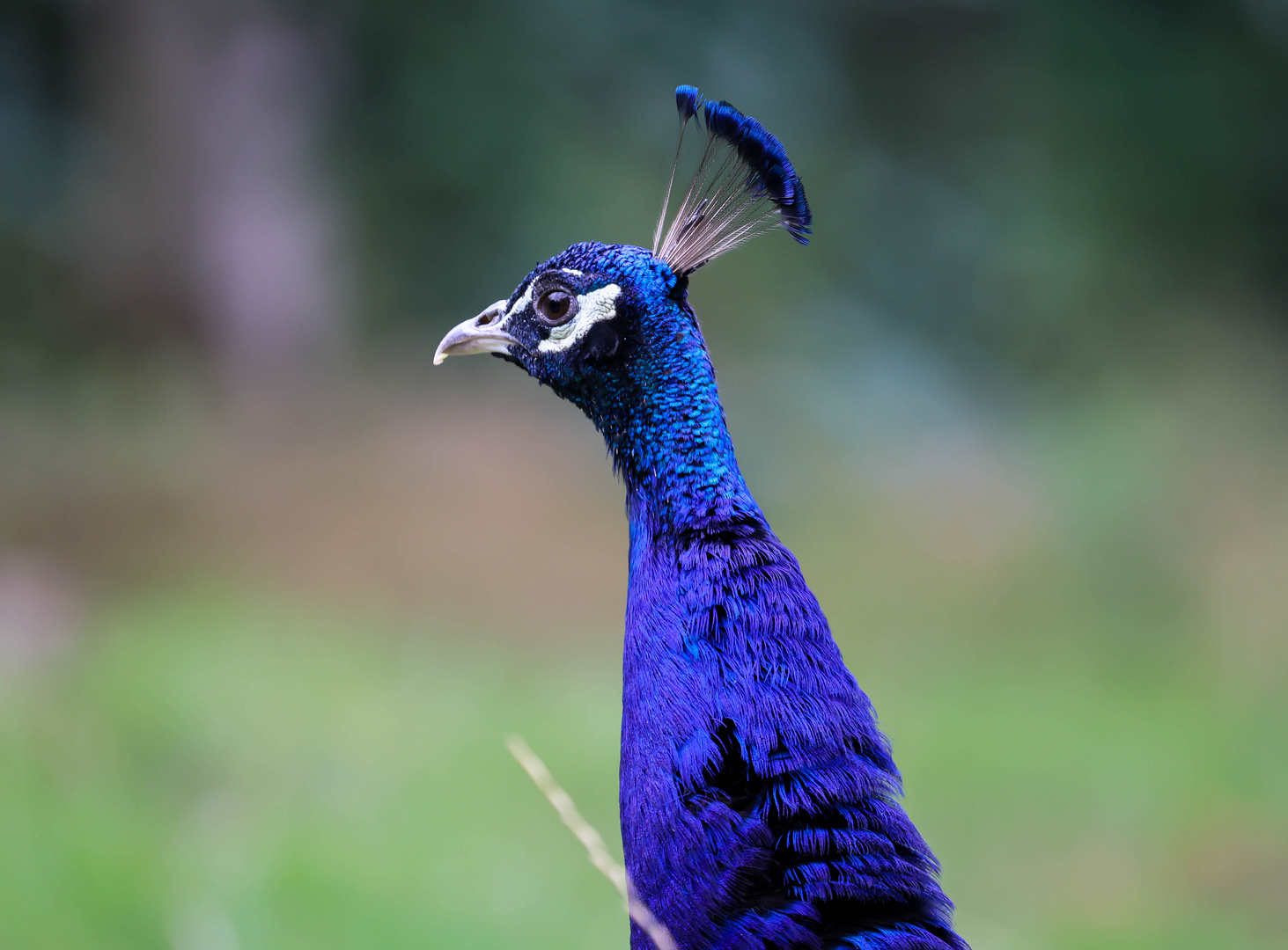 Blauer Pfau Foto & Bild | tiere, zoo, wildpark & falknerei, vögel ...