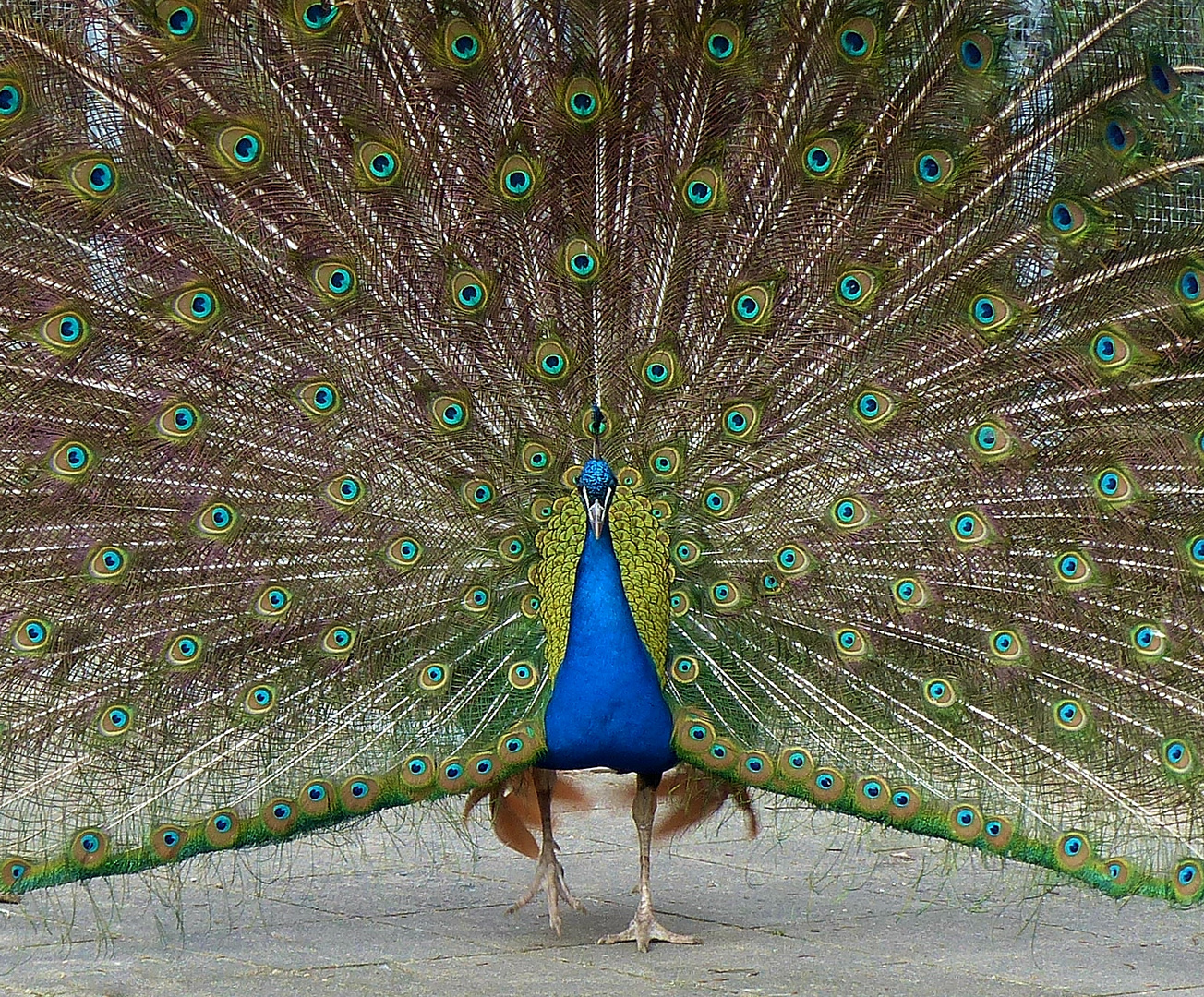 Blauer Pfau schlägt Rad Foto & Bild | natur, zoo, tiere Bilder auf ...
