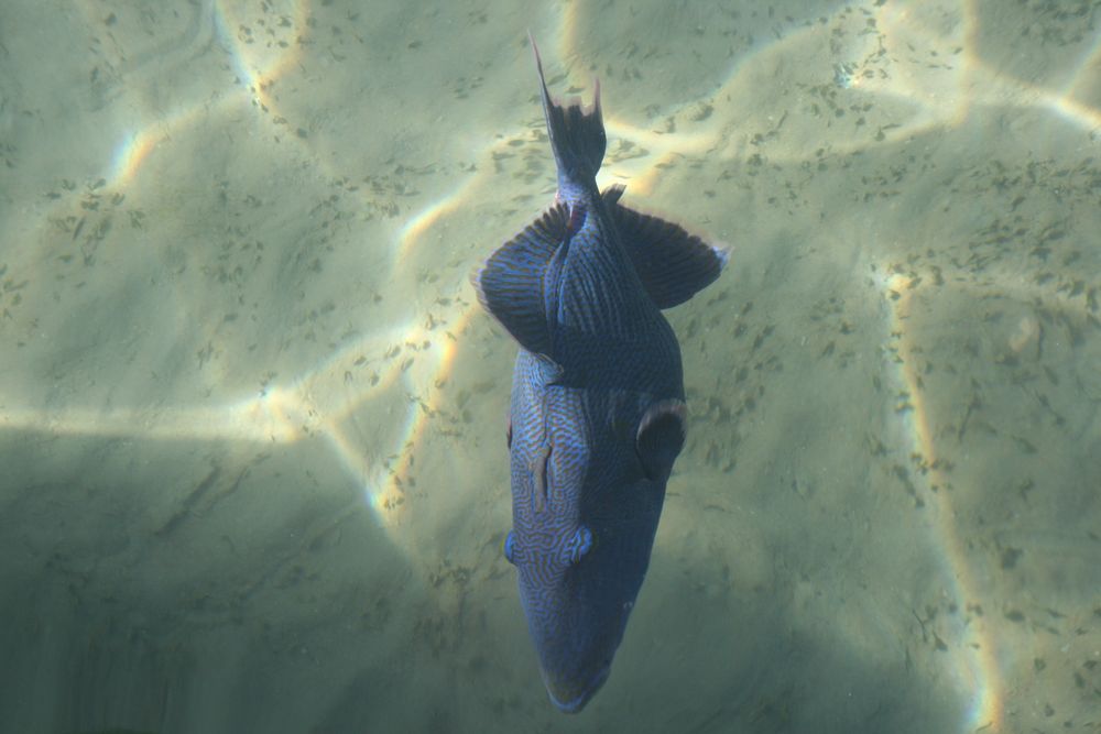 blauer Riese Foto & Bild | tiere, wildlife, fische Bilder auf fotocommunity