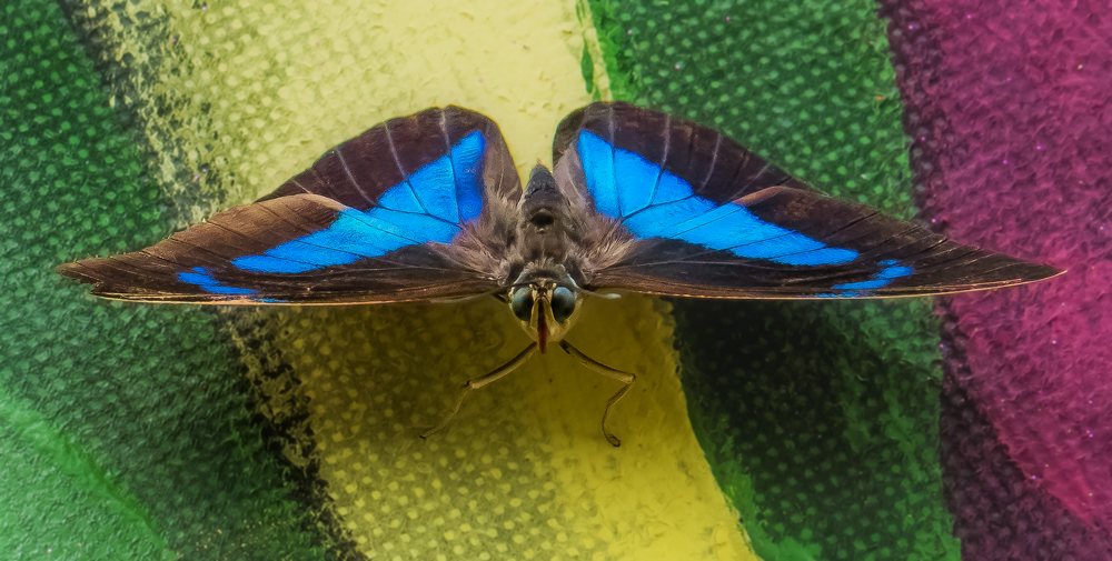 "Blauer Schuster" - Archeoprepona demophon auf bunter Wand Foto & Bild ...